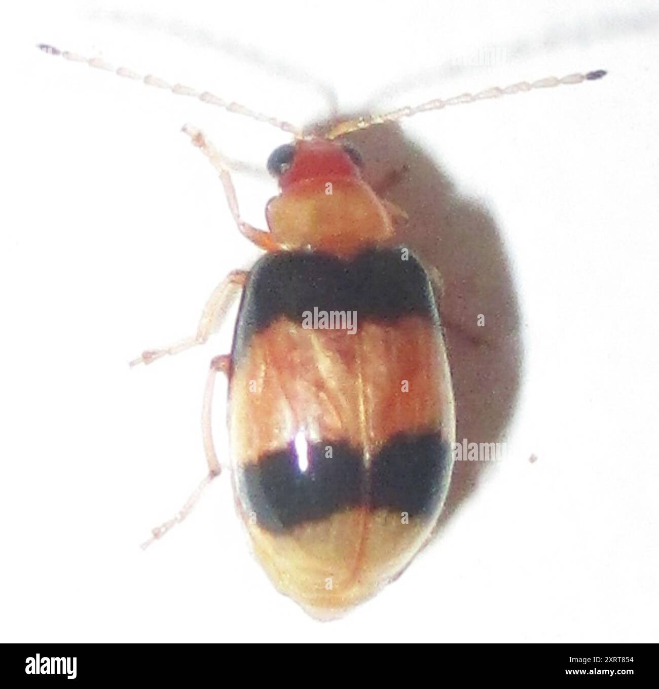 Blackbelly Leafbeetle (Monolepta melanogaster) Insecta Stock Photo - Alamy