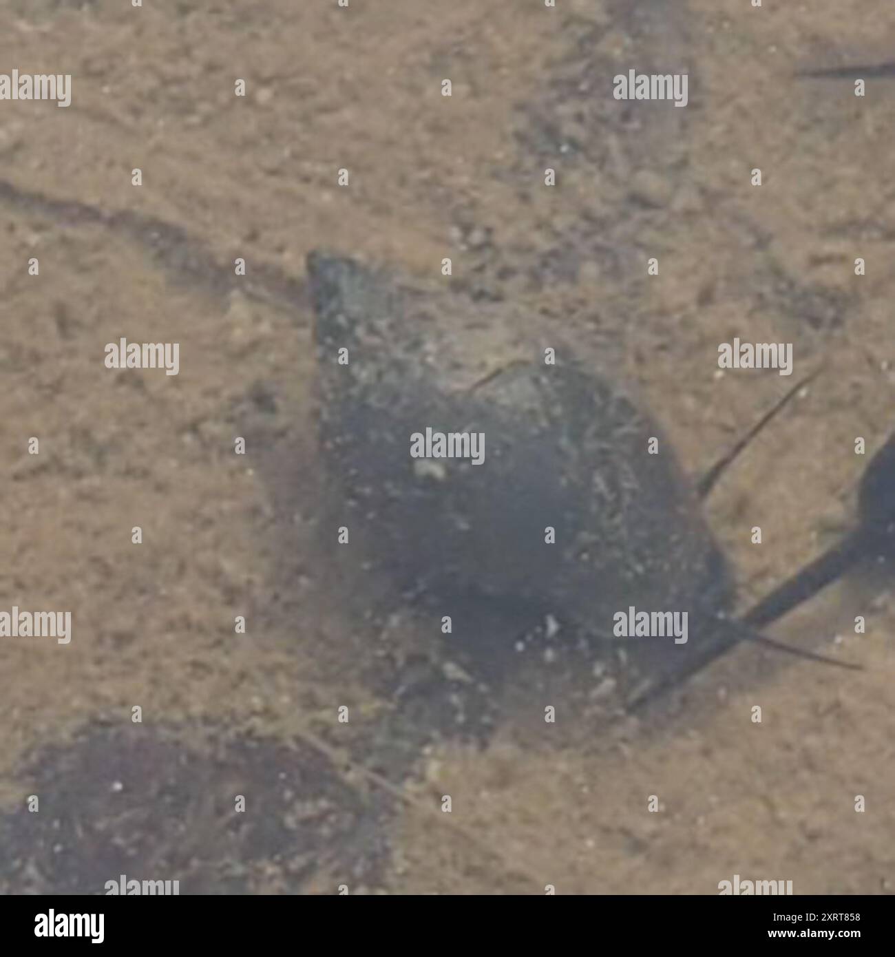 Bladder Snails (Physidae) Mollusca Stock Photo - Alamy