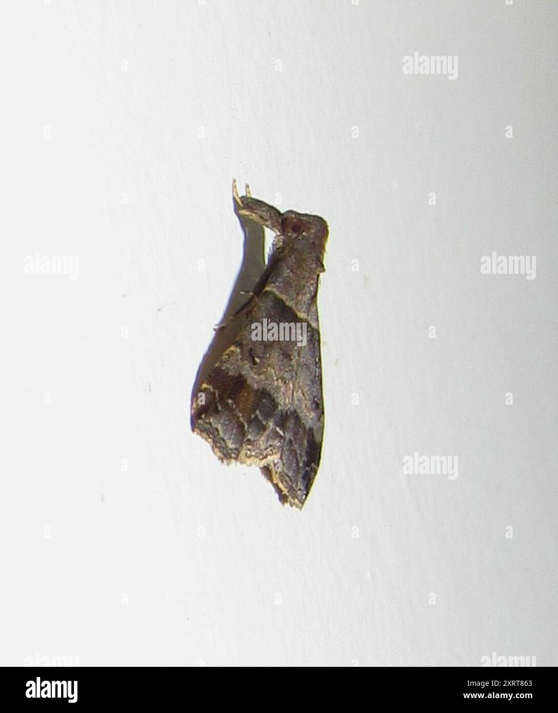 Salia hi-res stock photography and images - Alamy