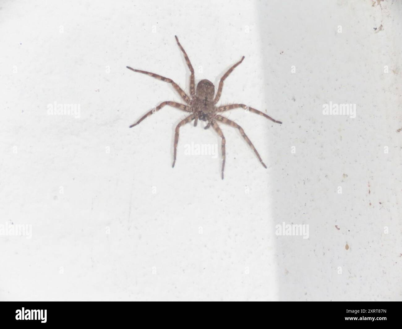 Crescent-eyed Spiders (Selenops) Arachnida Stock Photo - Alamy