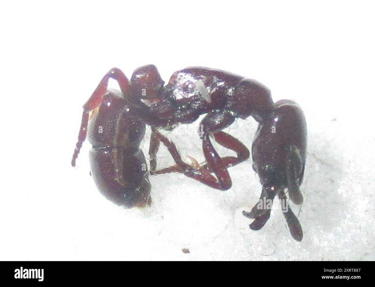 Underground Millipede Muncher ant (Plectroctena subterranea) Insecta ...