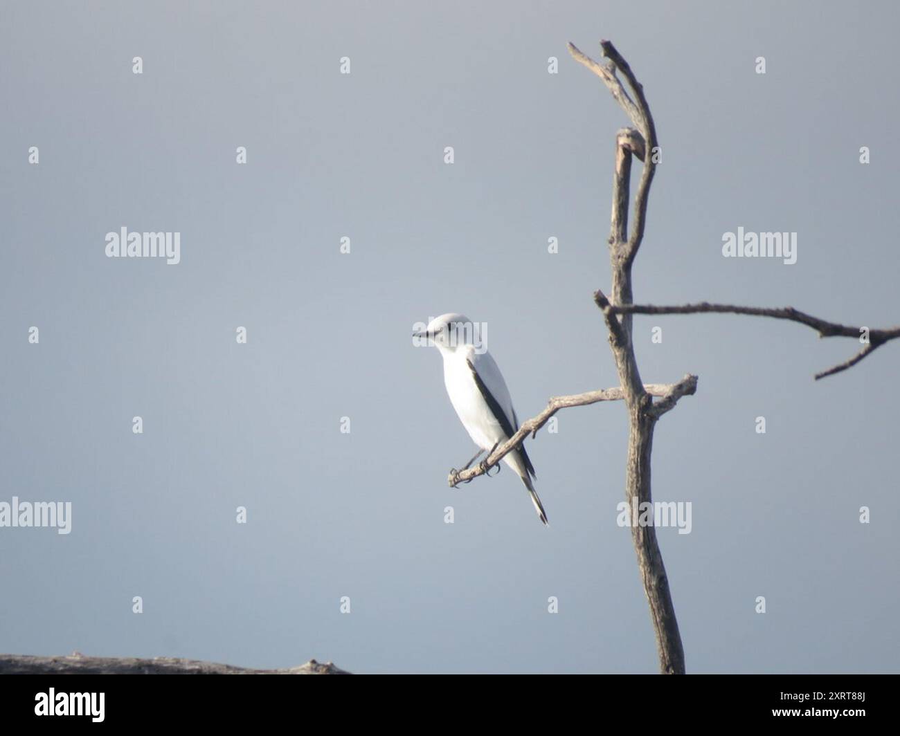 White Monjita (Xolmis irupero) Aves Stock Photo - Alamy