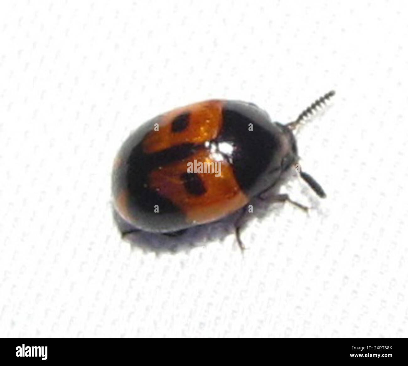 Two-spotted Diaperis (Diaperis maculata) Insecta Stock Photo - Alamy