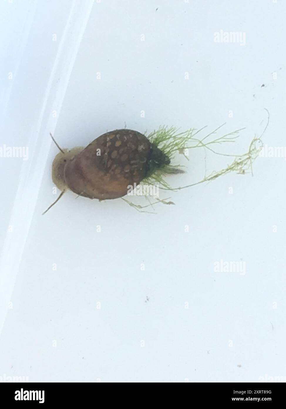 Bladder Snails (Physidae) Mollusca Stock Photo - Alamy