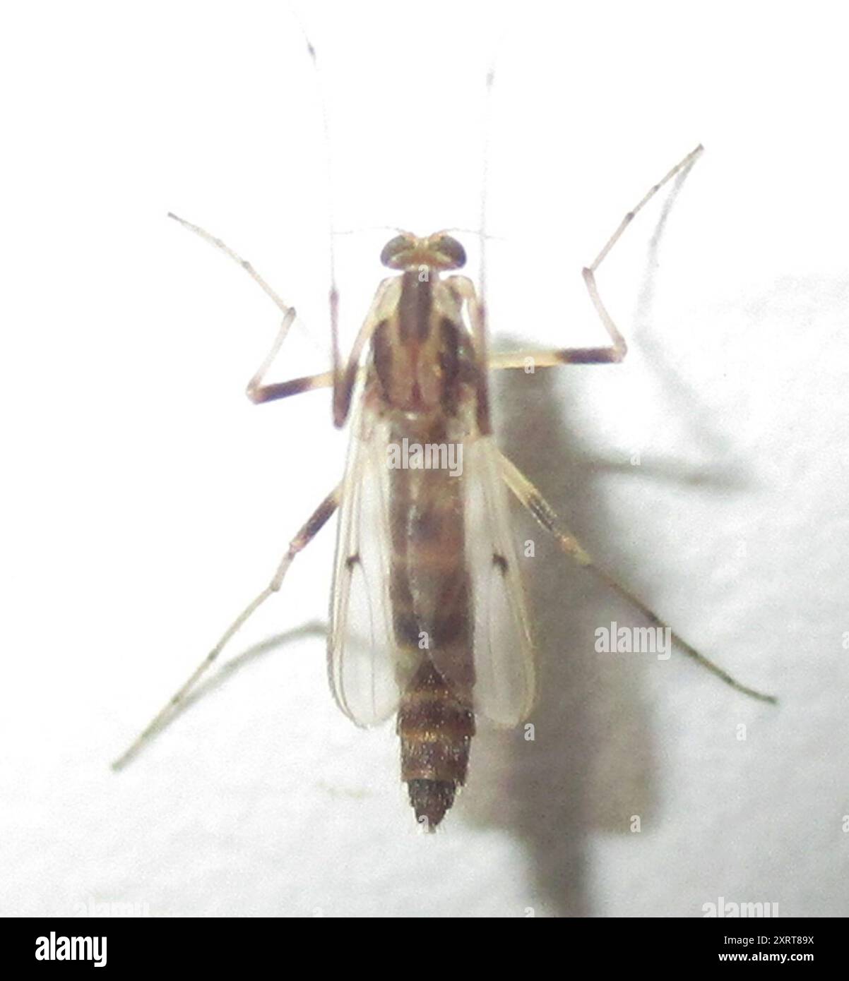 Non-biting Midges (Chironomidae) Insecta Stock Photo - Alamy