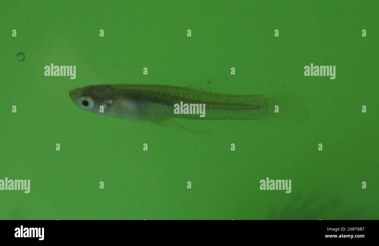 Western Mosquitofish (Gambusia affinis) Actinopterygii Stock Photo - Alamy