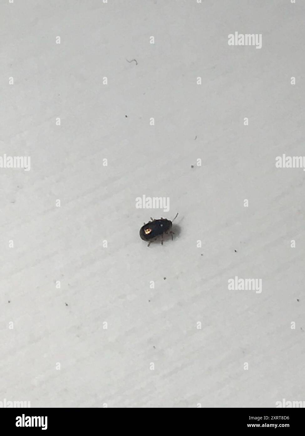 Bronze Leaf Beetle (Diachus auratus) Insecta Stock Photo - Alamy