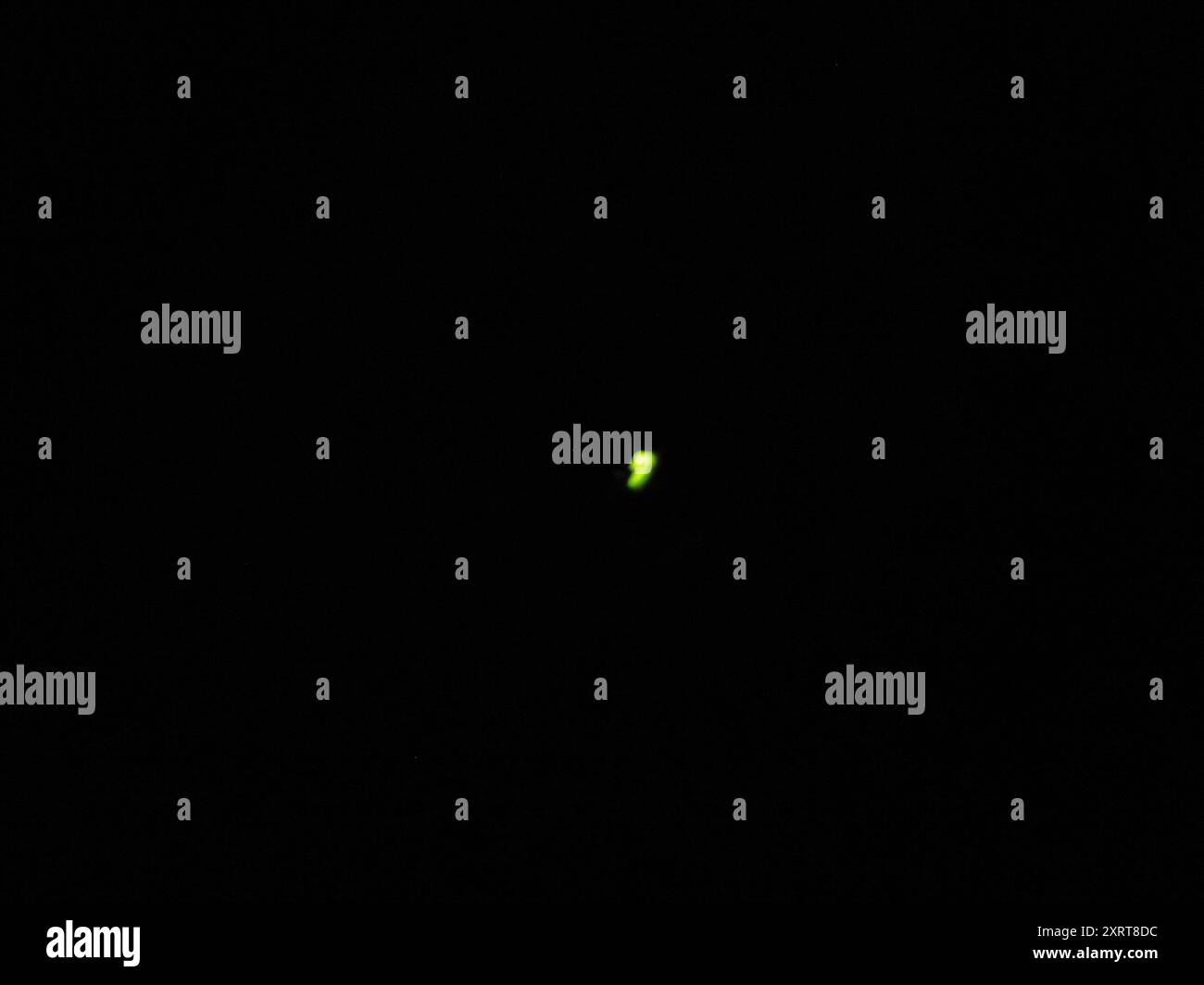 Headlight Beetles (Pyrophorini) Insecta Stock Photo - Alamy