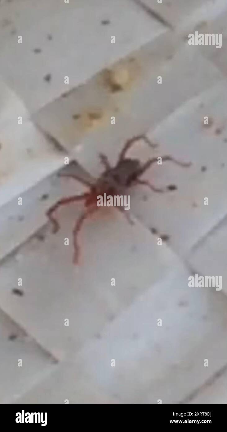 Sidewalk Mites (Balaustium) Arachnida Stock Photo - Alamy