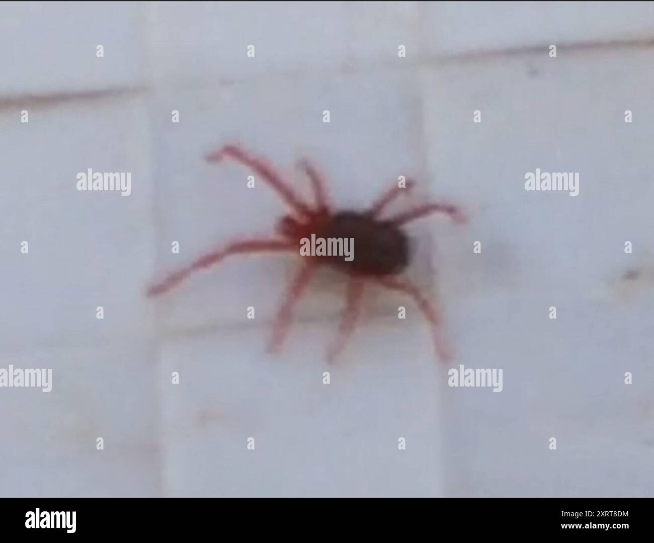 Sidewalk Mites (Balaustium) Arachnida Stock Photo - Alamy