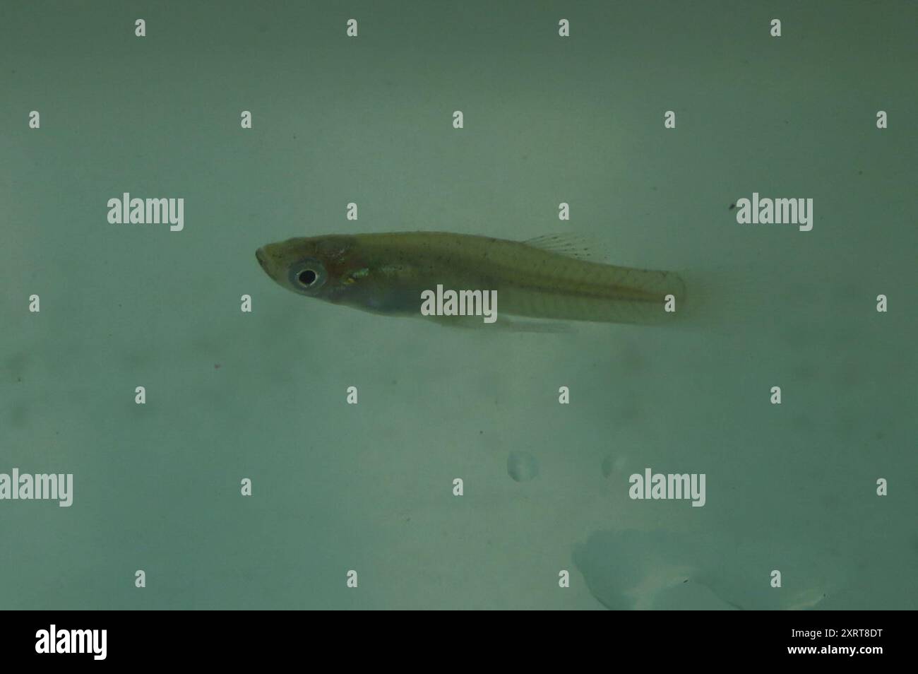 Western Mosquitofish (Gambusia affinis) Actinopterygii Stock Photo - Alamy