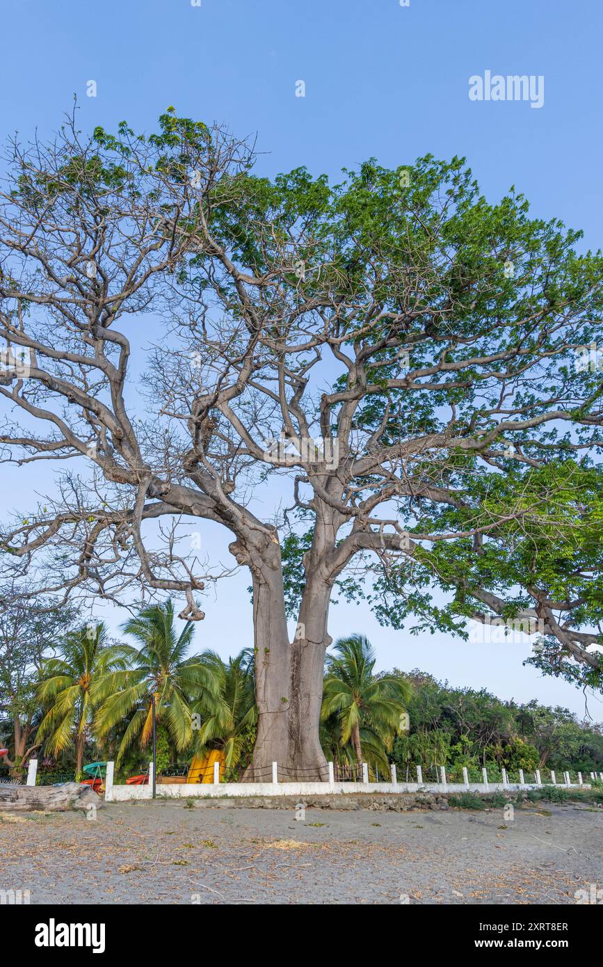 Impressive big old mango tree at the beach of Ometepe vulcano island in ...
