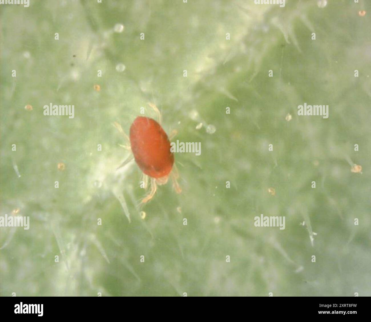 Twospotted Spider Mite (Tetranychus urticae) Arachnida Stock Photo - Alamy