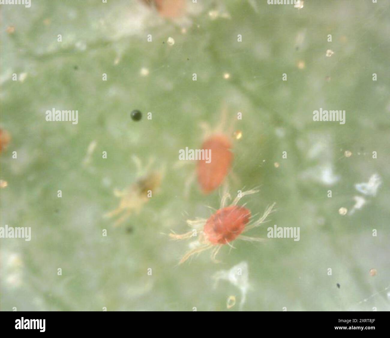 Twospotted Spider Mite (Tetranychus urticae) Arachnida Stock Photo - Alamy