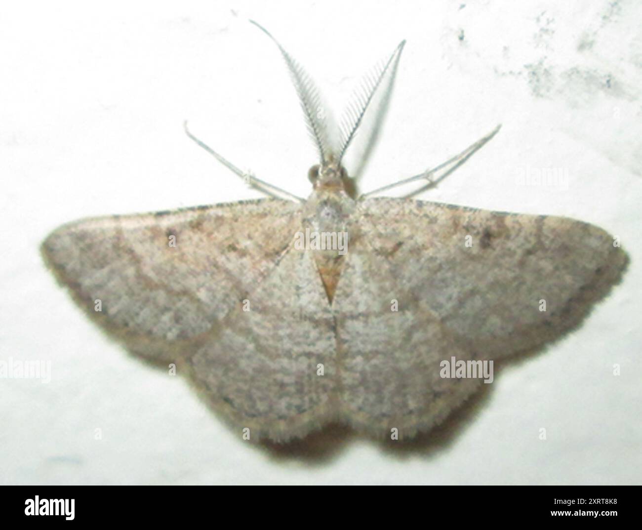 Geometer Moths (Geometridae) Insecta Stock Photo - Alamy
