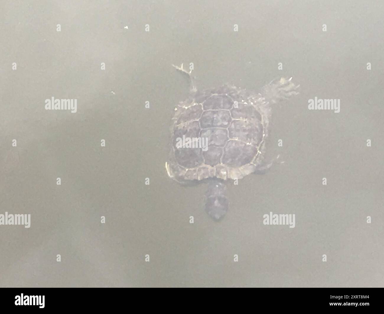 Pond Slider (Trachemys scripta) Reptilia Stock Photo - Alamy