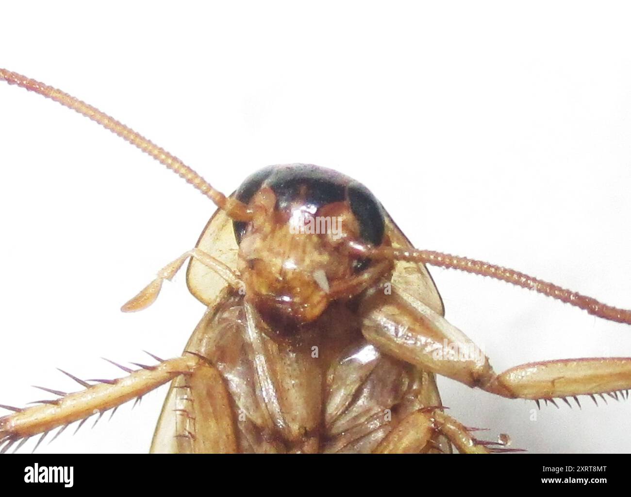 Household Cockroaches (Blattidae) Insecta Stock Photo - Alamy