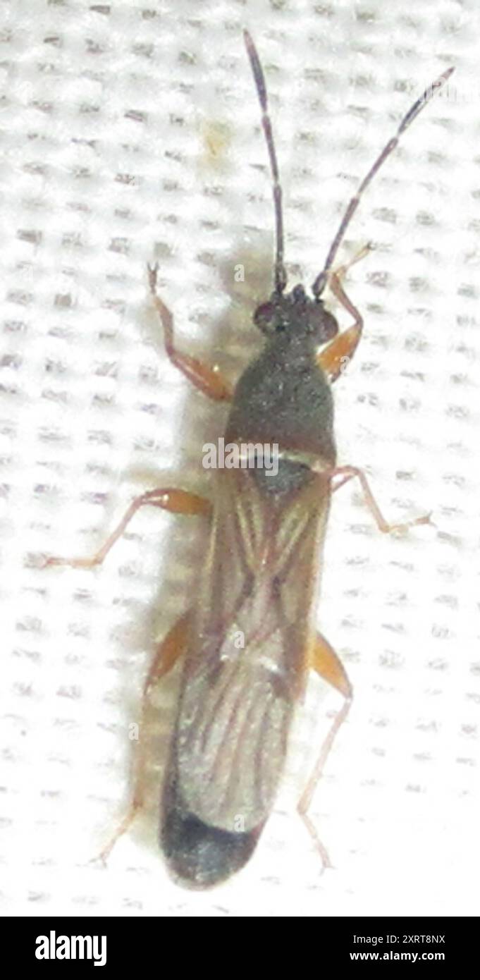 Chinch Bugs and Allies (Blissidae) Insecta Stock Photo - Alamy