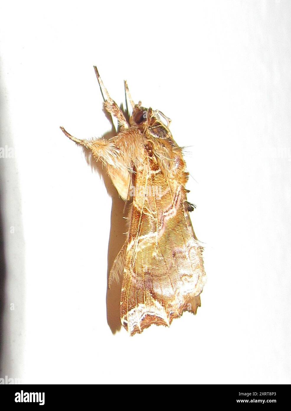 Florida Fern Moth (Callopistria floridensis) Insecta Stock Photo - Alamy