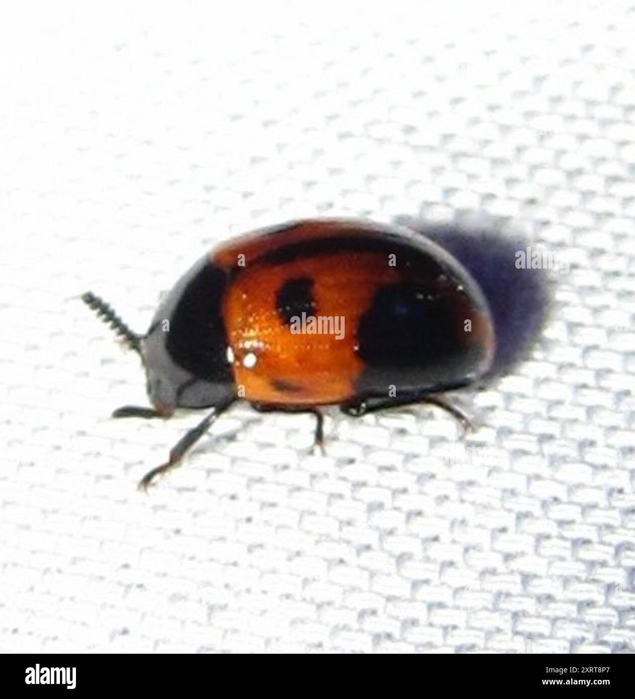 Two-spotted Diaperis (Diaperis maculata) Insecta Stock Photo - Alamy