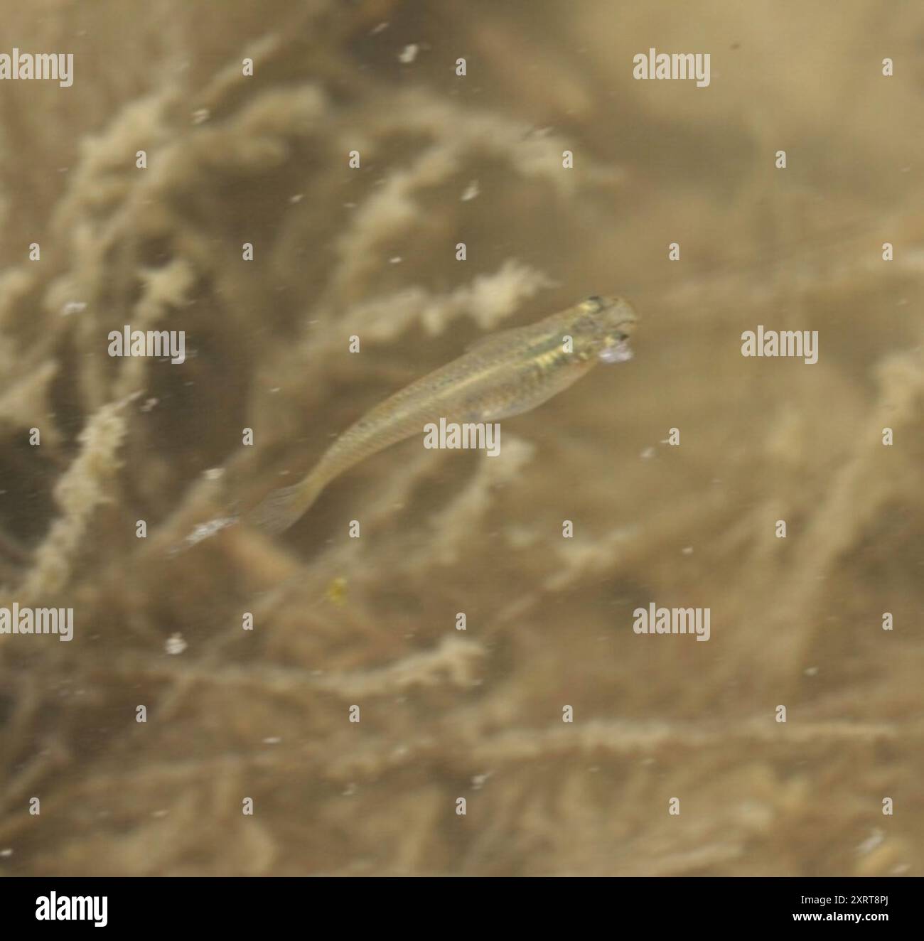 Western Mosquitofish (Gambusia affinis) Actinopterygii Stock Photo - Alamy