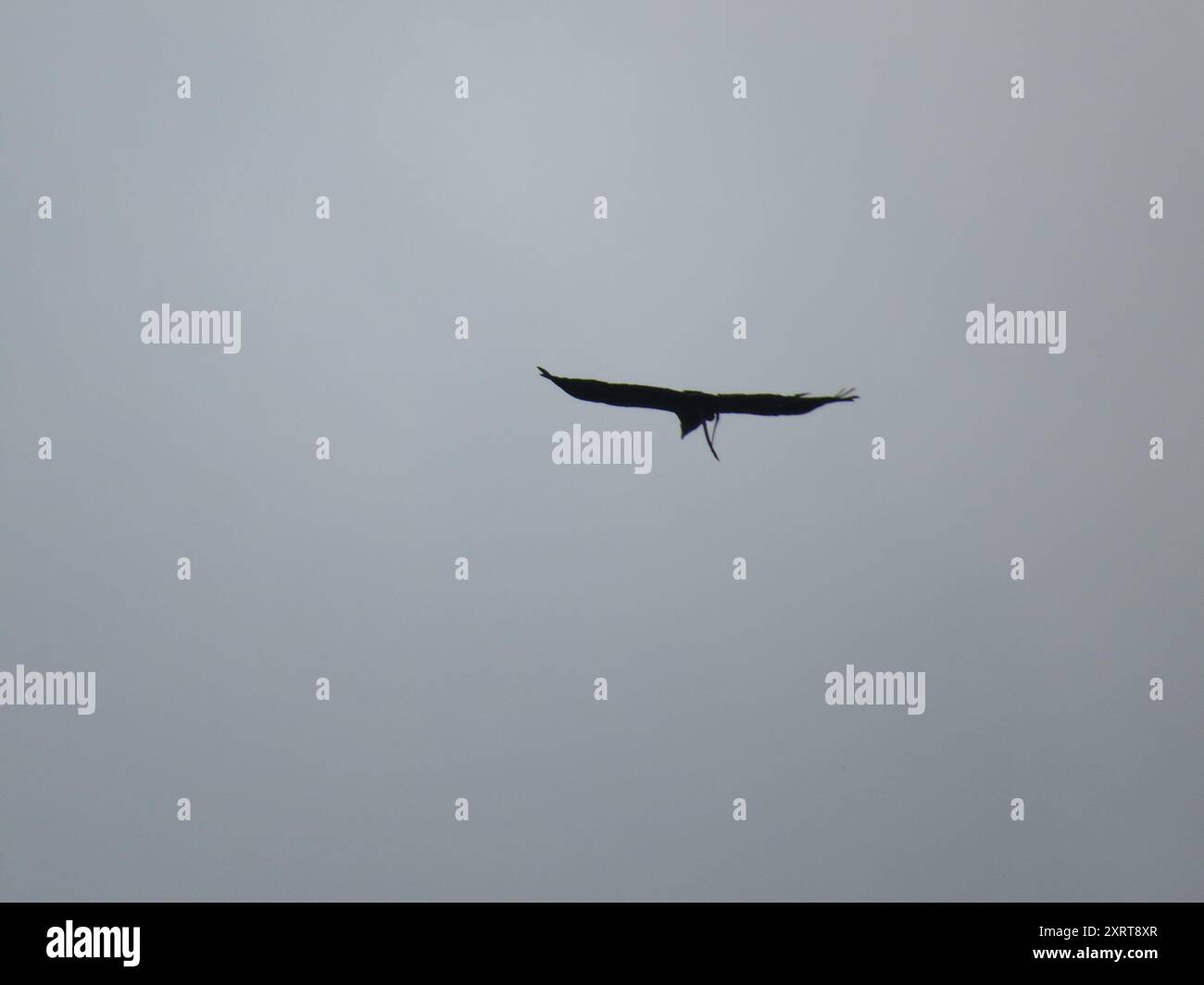 Chaco Eagle (Buteogallus coronatus) Aves Stock Photo - Alamy