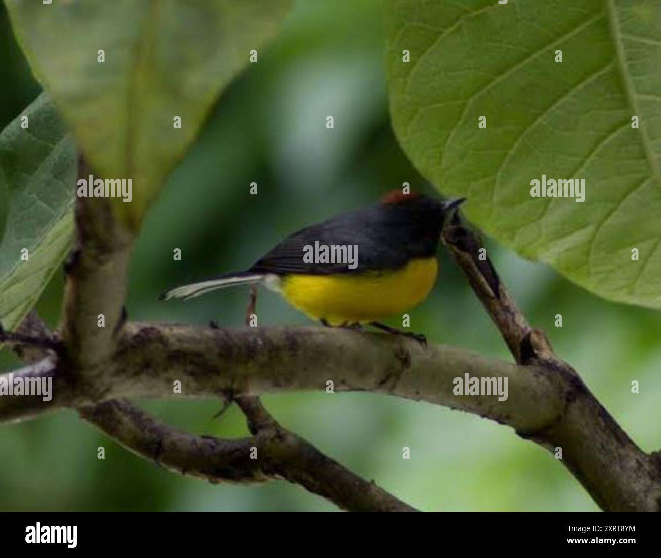 (Myioborus miniatus verticalis) Aves Stock Photo - Alamy