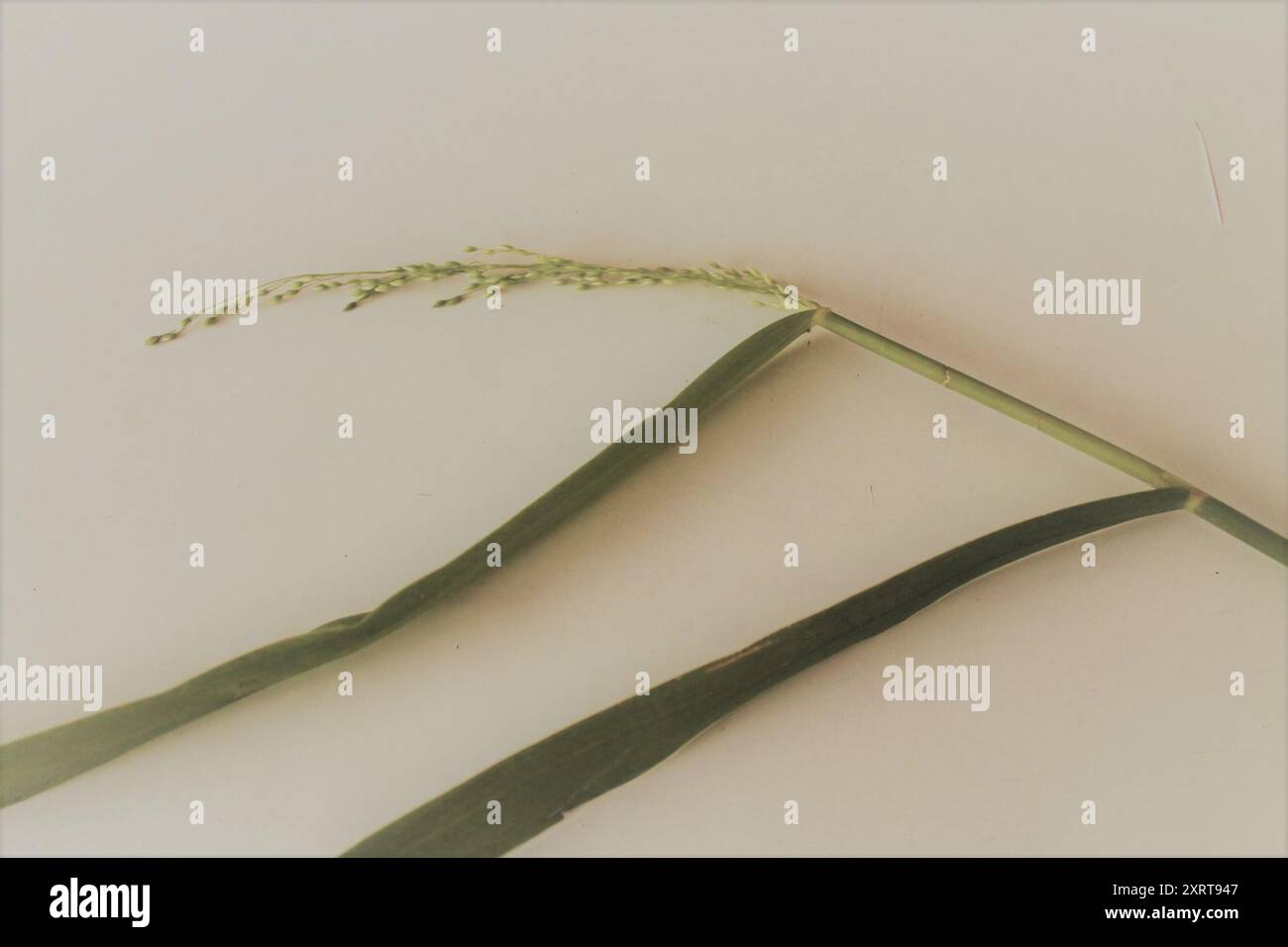 Wood Millet (Milium effusum) Plantae Stock Photo - Alamy