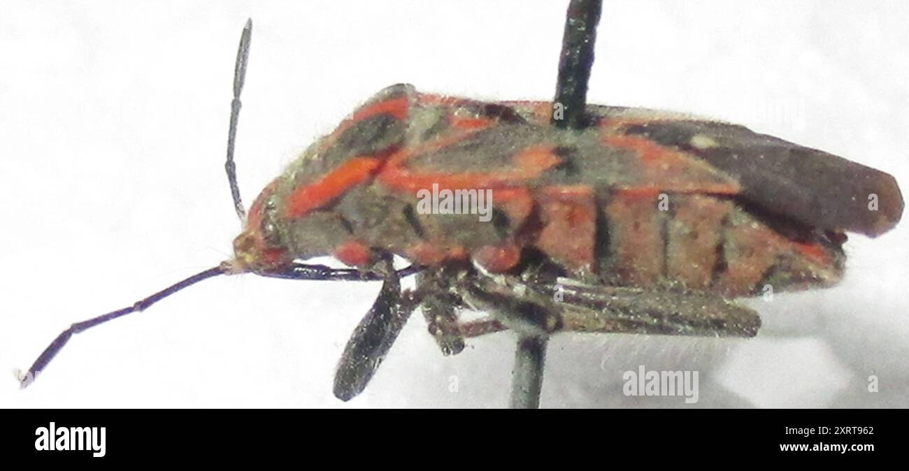 Seed-eating Bugs (Graptostethus) Insecta Stock Photo - Alamy