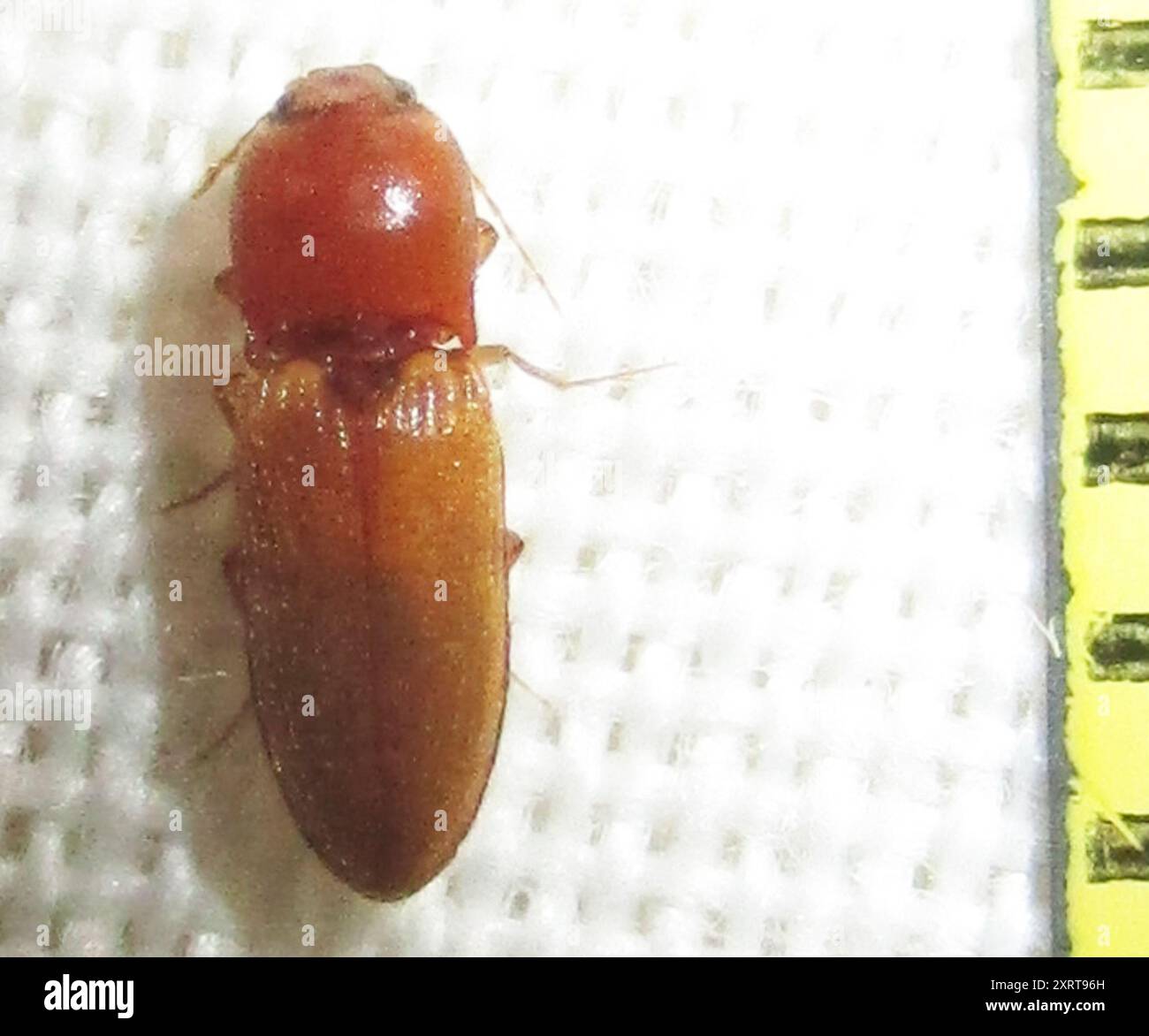 Click Beetles (Elateridae) Insecta Stock Photo - Alamy