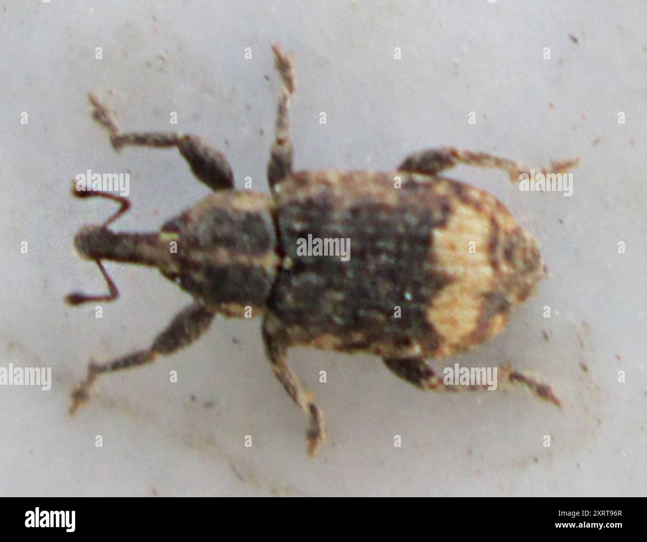 True Weevils (Curculionidae) Insecta Stock Photo - Alamy