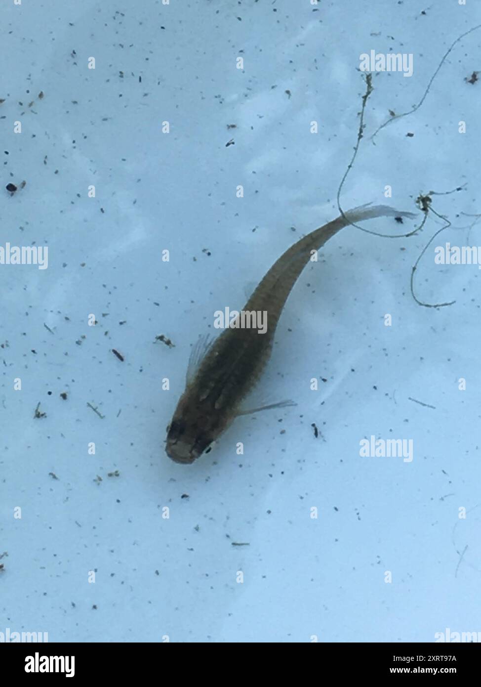 Western Mosquitofish (Gambusia affinis) Actinopterygii Stock Photo - Alamy
