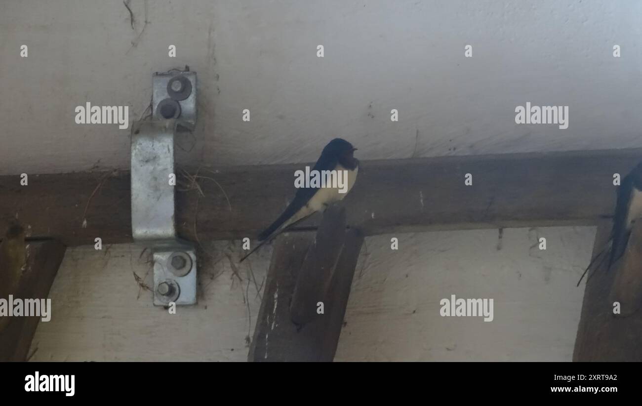 White-bellied Barn Swallow (Hirundo rustica rustica) Aves Stock Photo ...