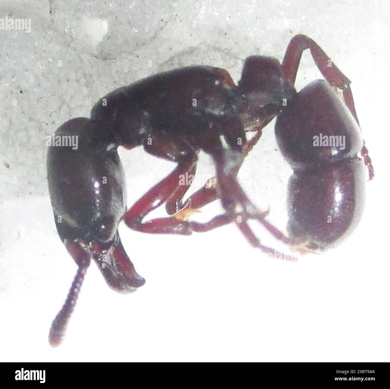 Underground Millipede Muncher ant (Plectroctena subterranea) Insecta ...