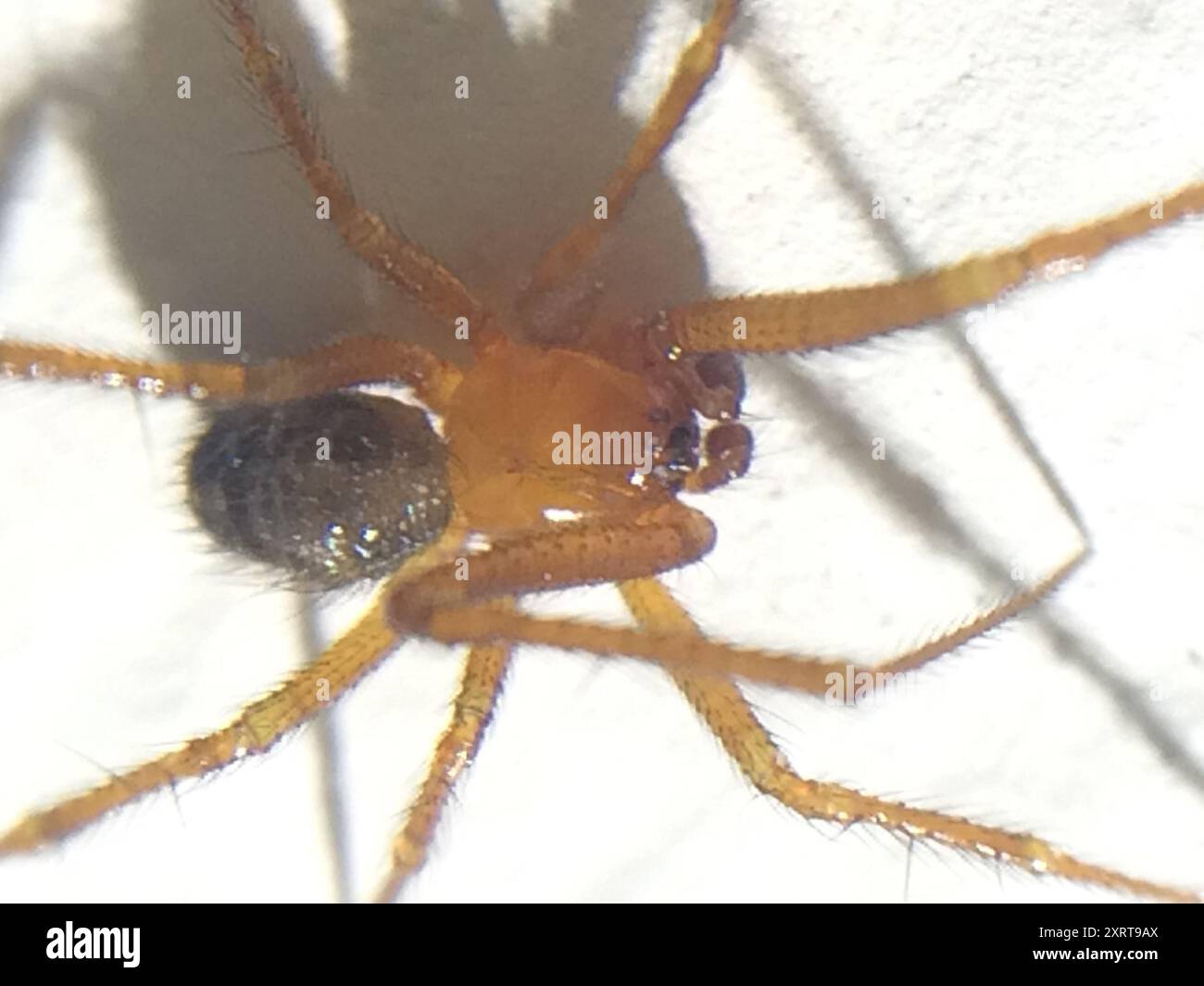Spiders (Araneae) Arachnida Stock Photo - Alamy