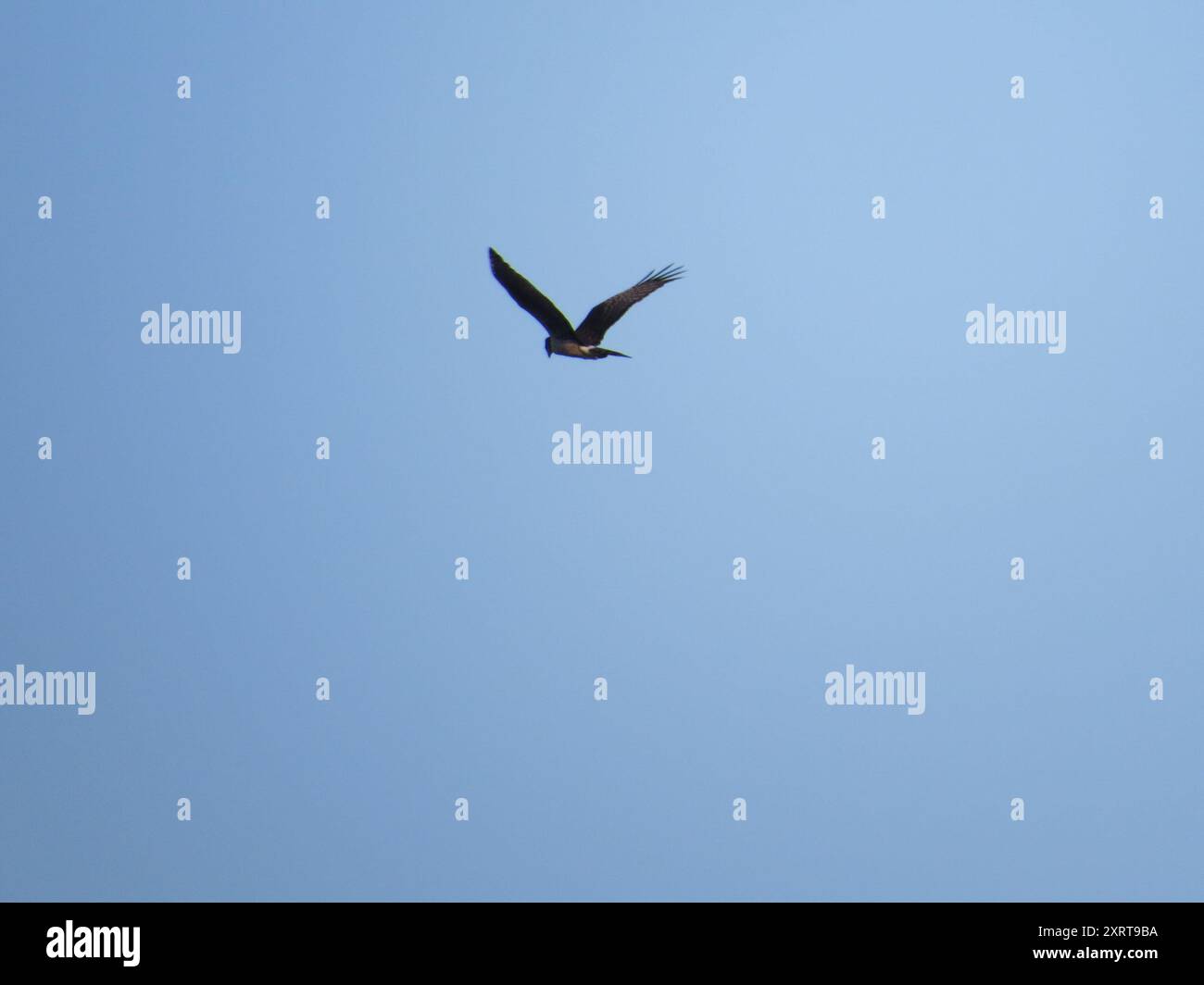 Long winged harrier hi-res stock photography and images - Alamy