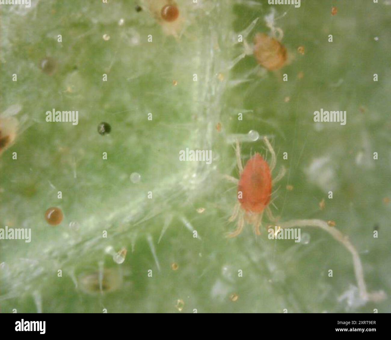 Twospotted Spider Mite (Tetranychus urticae) Arachnida Stock Photo - Alamy