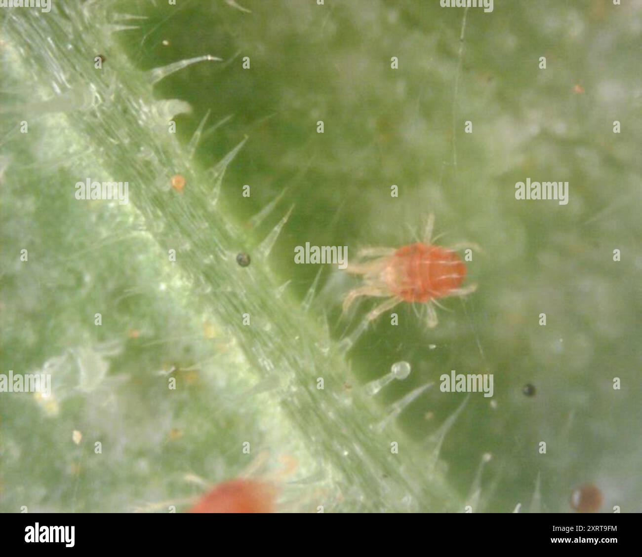Twospotted Spider Mite (Tetranychus urticae) Arachnida Stock Photo - Alamy