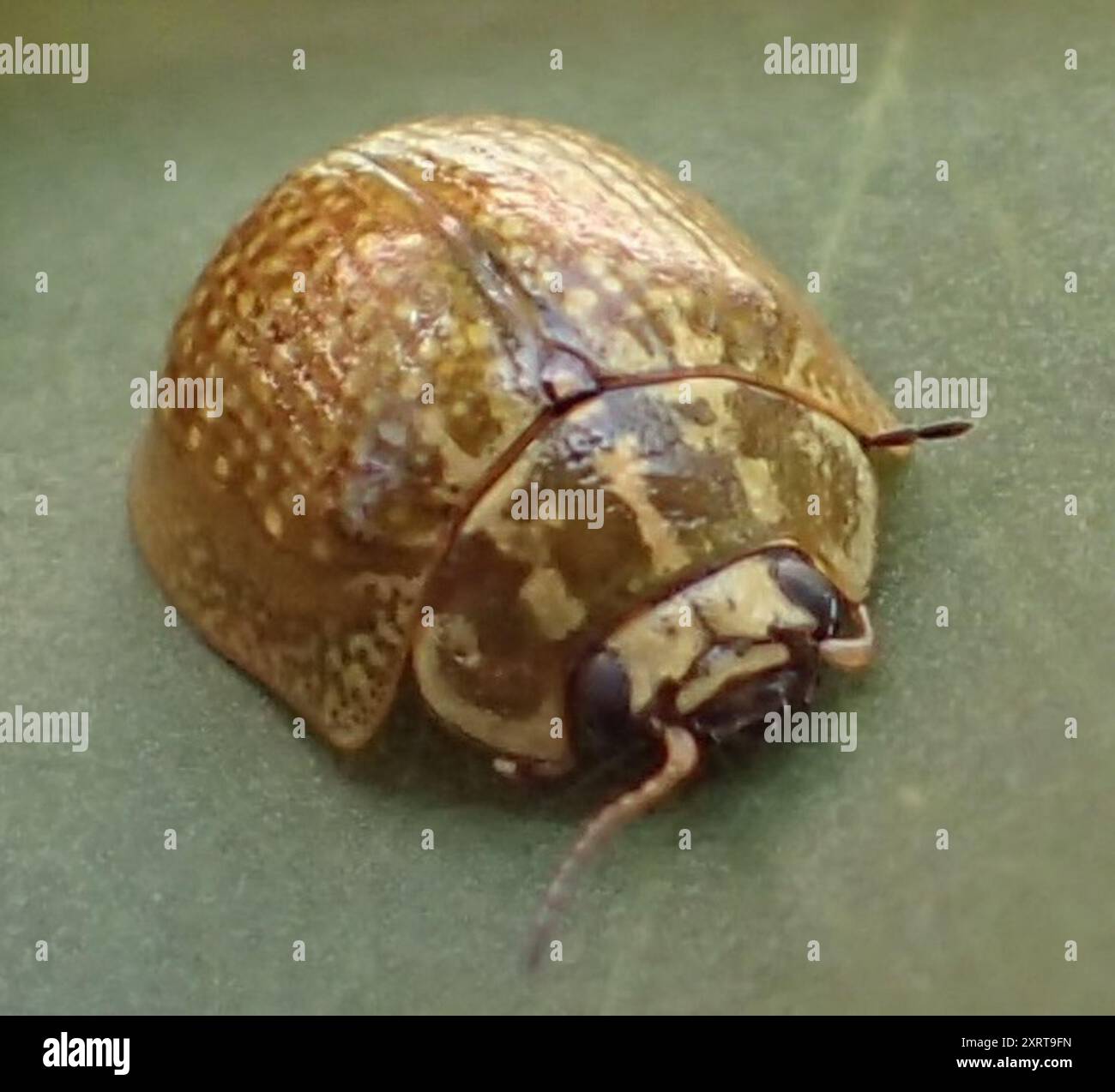 Eucalyptus variegated beetle (Paropsisterna cloelia) Insecta Stock ...