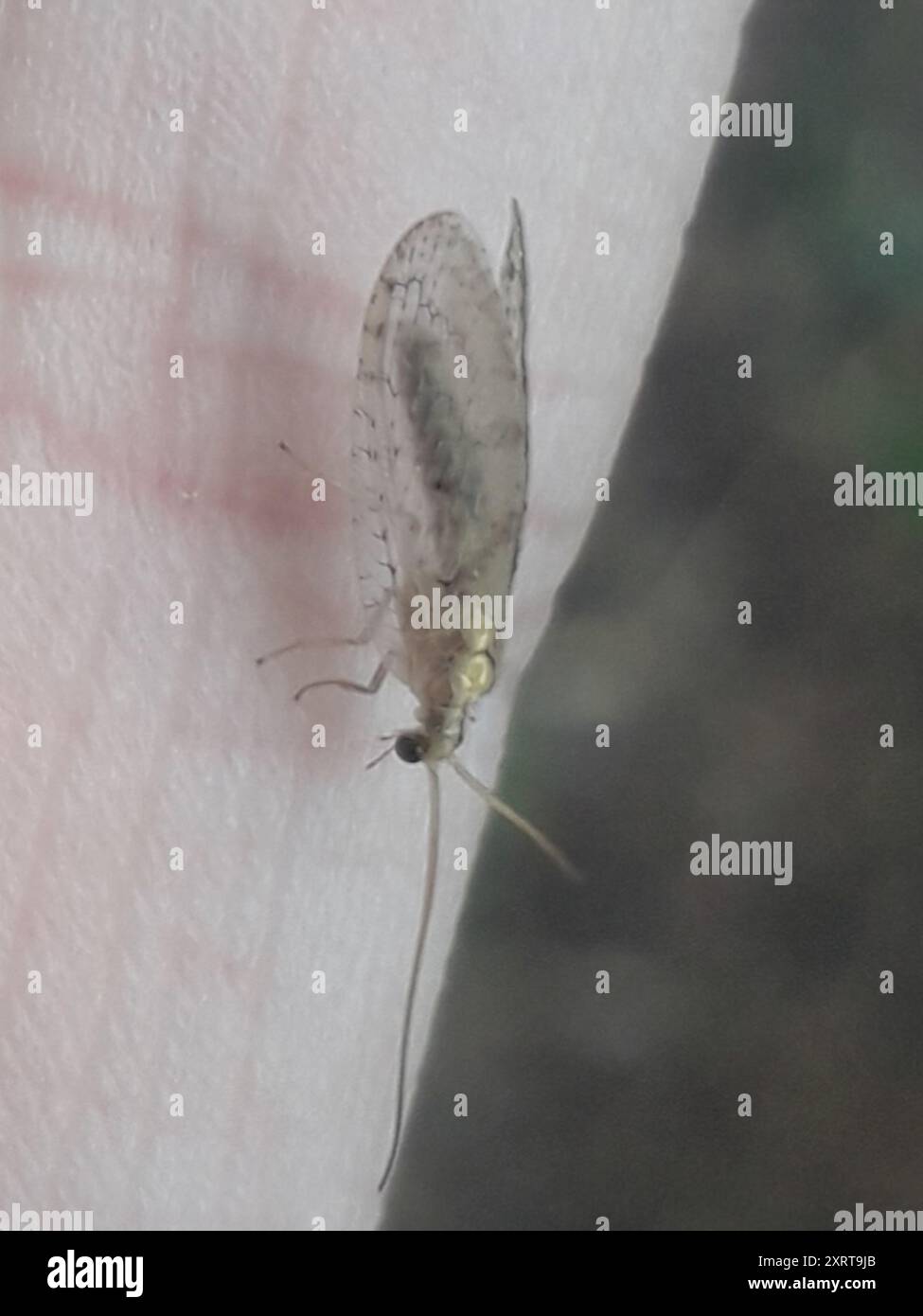 Humulin Brown Lacewing (Hemerobius humulinus) Insecta Stock Photo - Alamy