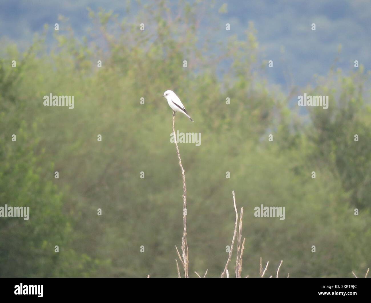 White Monjita (Xolmis irupero) Aves Stock Photo - Alamy
