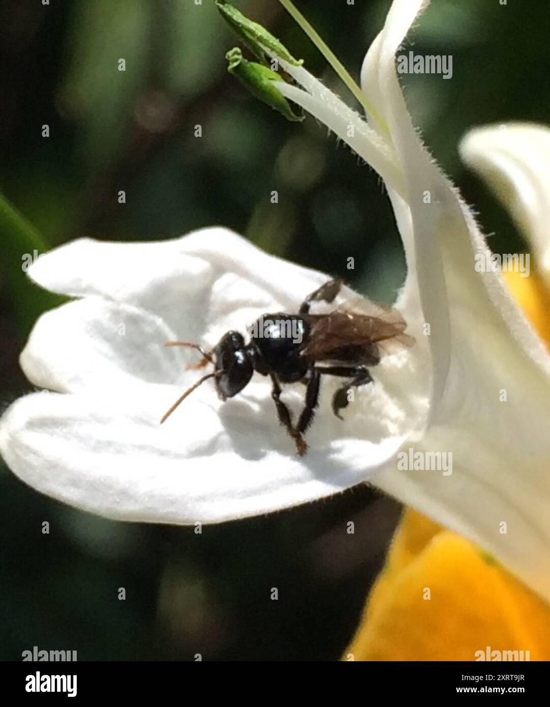 Stingless Bees (Meliponini) Insecta Stock Photo - Alamy