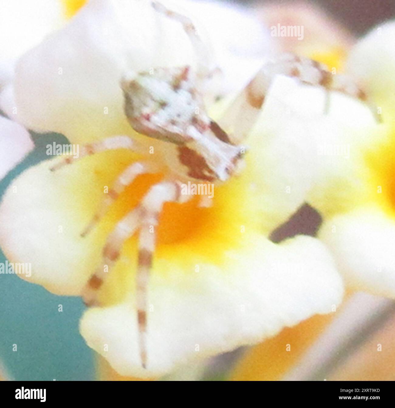 Crab Spiders (Thomisidae) Arachnida Stock Photo - Alamy