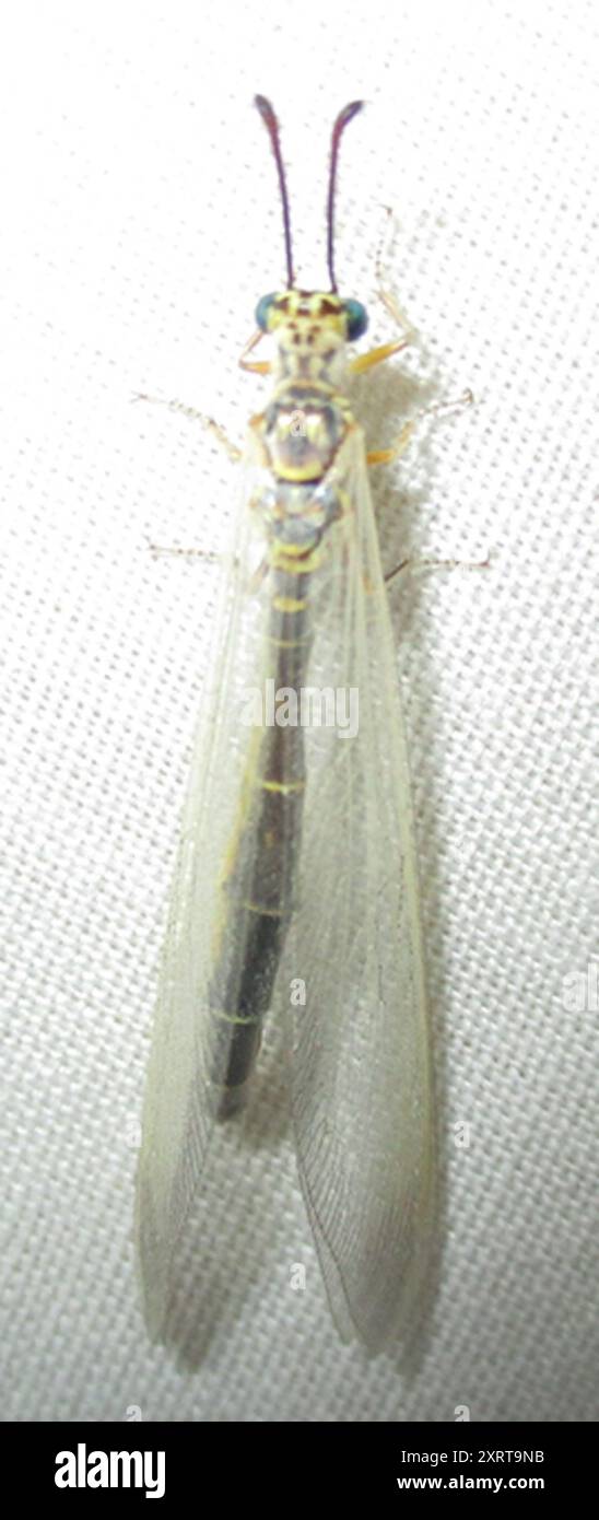 Antlions and Owlflies (Myrmeleontidae) Insecta Stock Photo - Alamy