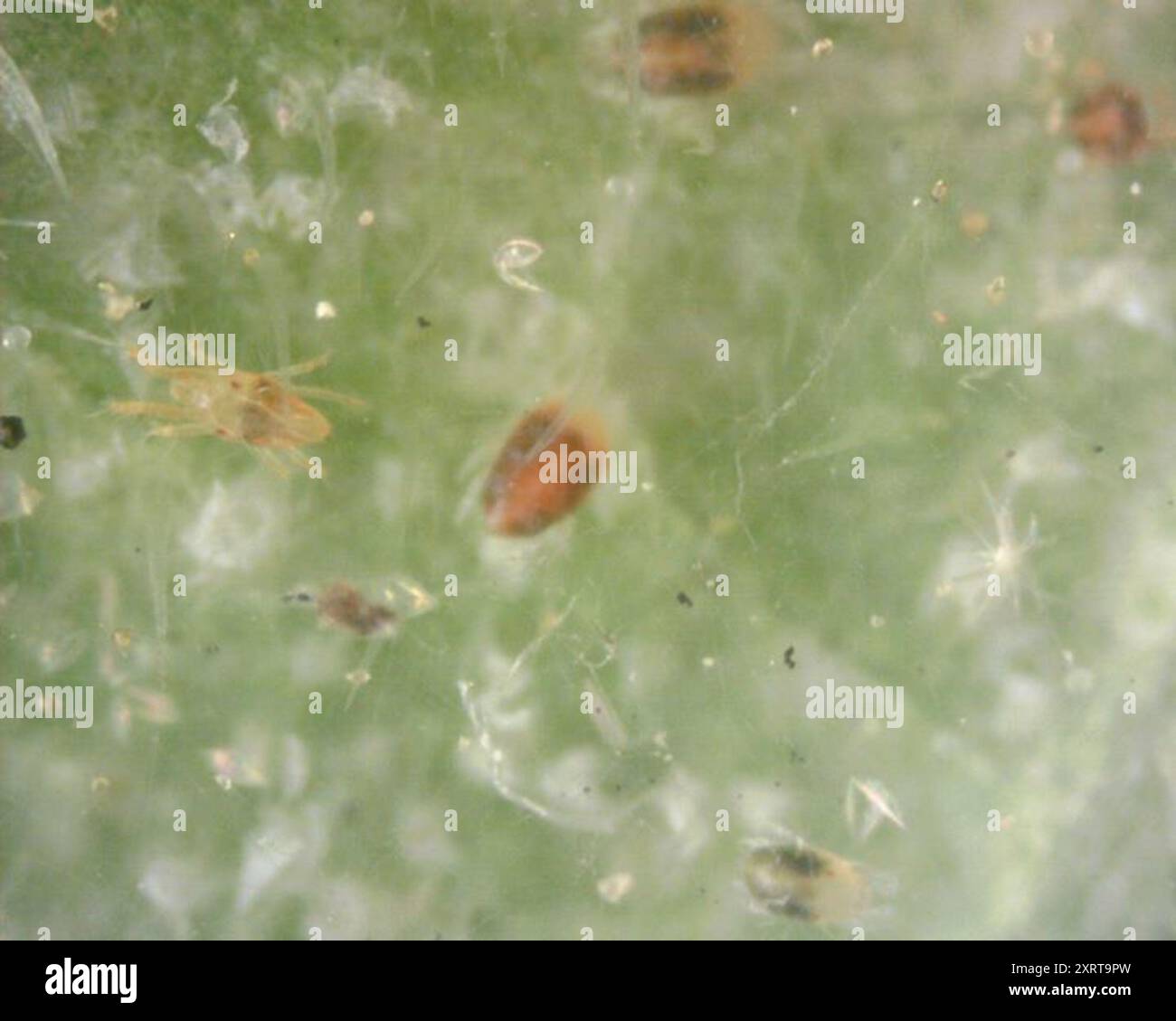 Twospotted Spider Mite (Tetranychus urticae) Arachnida Stock Photo - Alamy