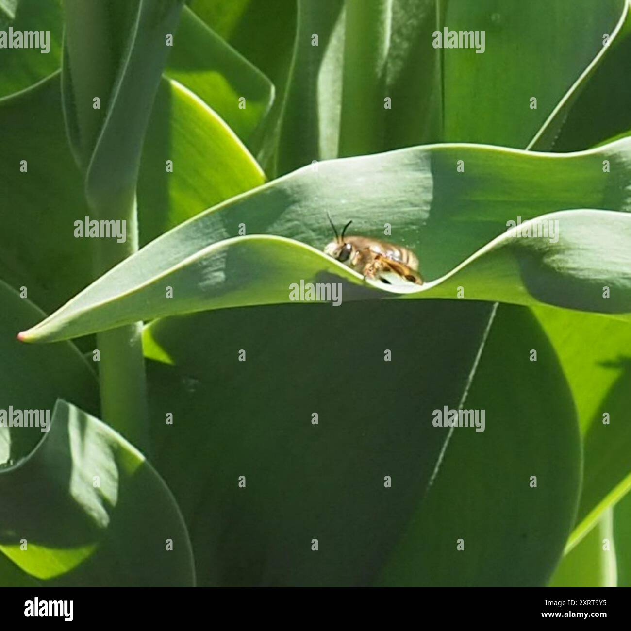 Asian Shaggy Digger Bee (Anthophora villosula) Insecta Stock Photo - Alamy
