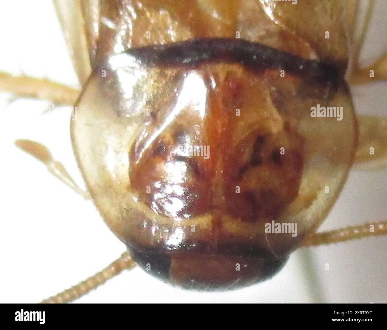 Household Cockroaches (Blattidae) Insecta Stock Photo - Alamy