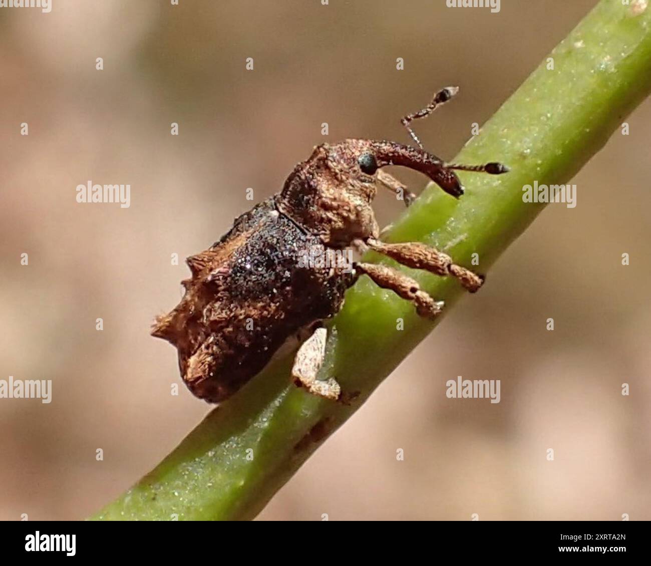 lesser shoot weevil (Myllorhinus dentiferus) Insecta Stock Photo - Alamy