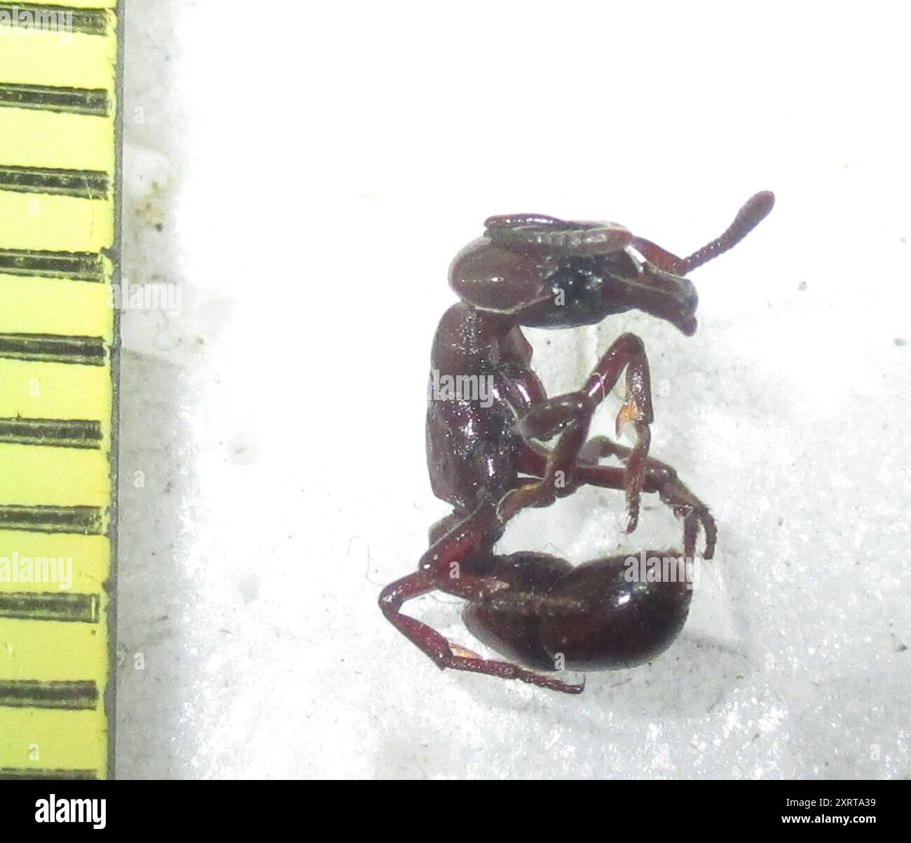 Underground Millipede Muncher ant (Plectroctena subterranea) Insecta ...