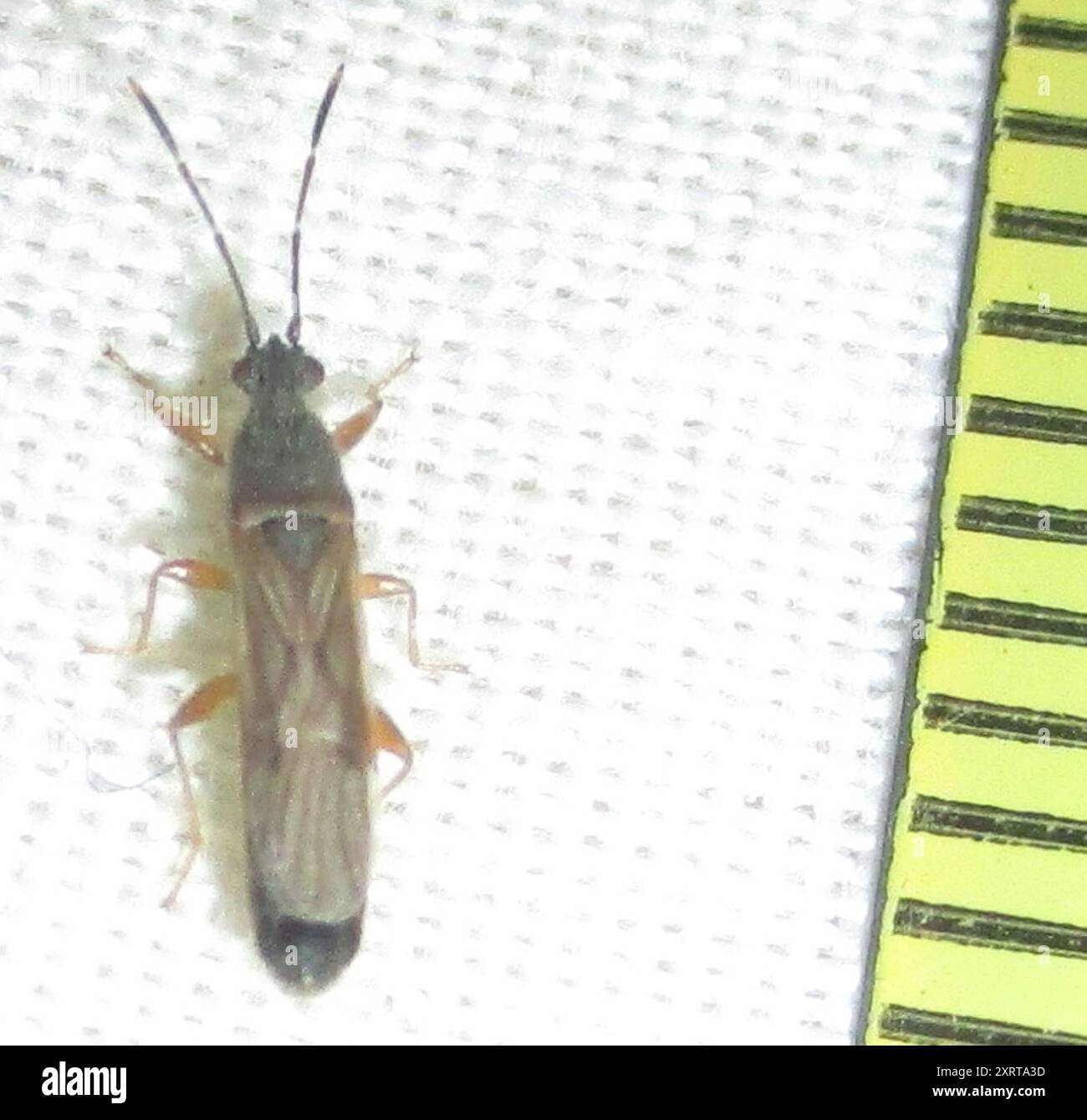 Chinch Bugs and Allies (Blissidae) Insecta Stock Photo - Alamy